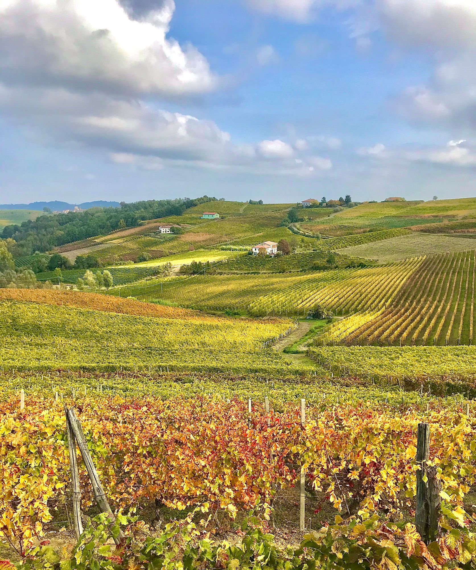 Piedmont | Truffles and Wine | Food Stories Travel